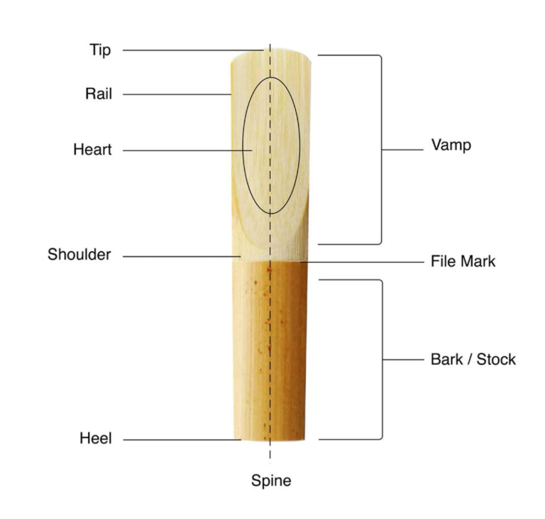 Caring for Your Single Reeds: Essential Tips for Clarinet and Saxophone ...